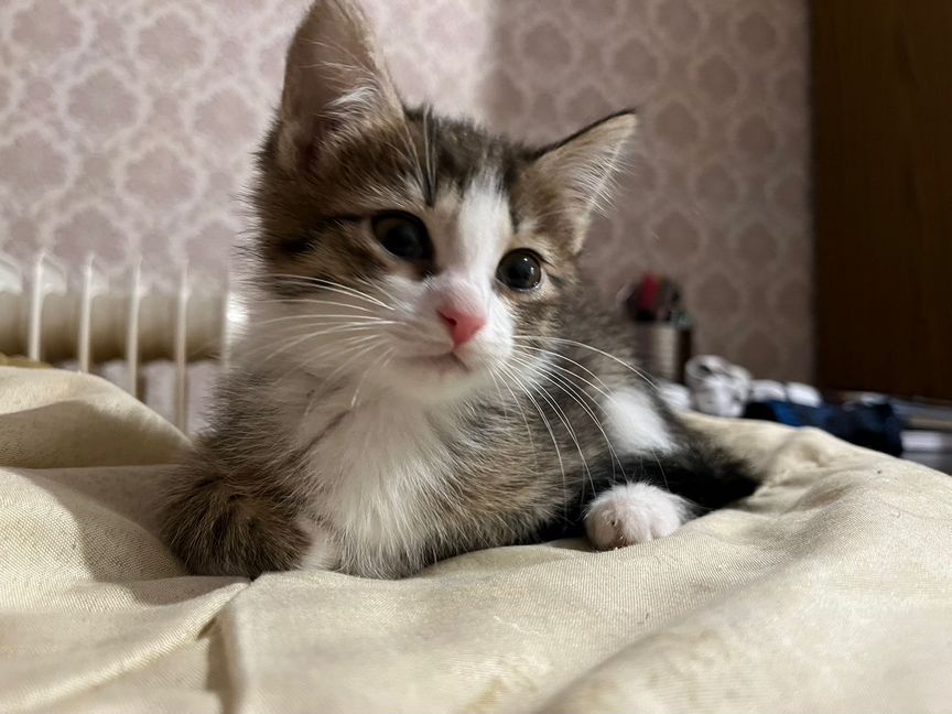 Котята в добрые руки 1,5 месяца привезу