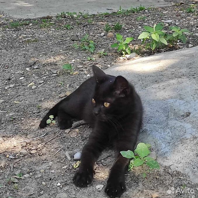 Кошка и котята в большой опасности