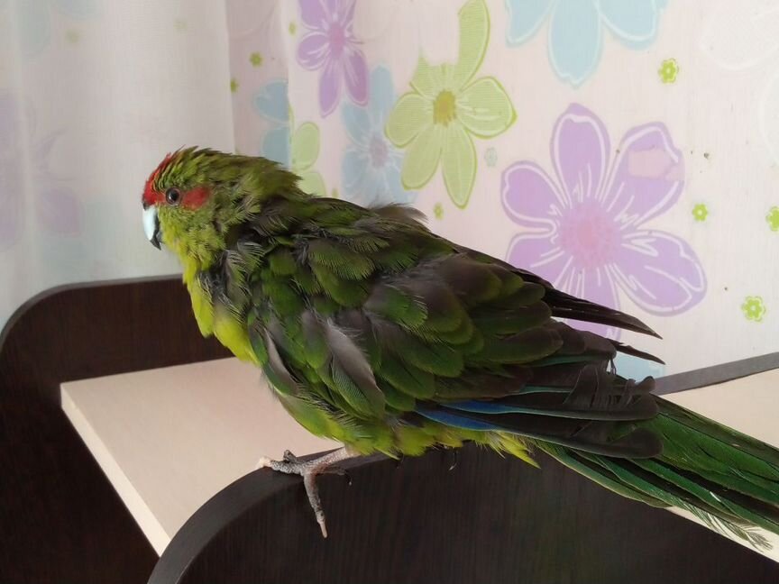 Новозеландский красноголовый какарик