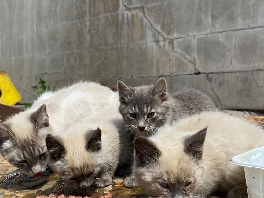 Котята в добрые руки бесплатно