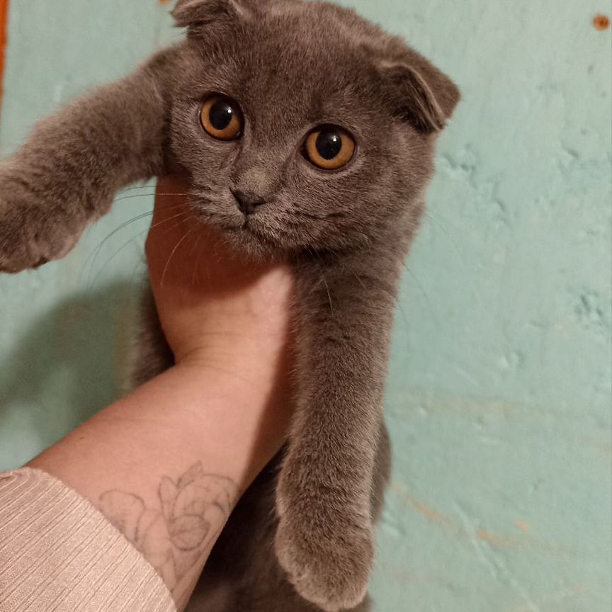 Шотландская вислоухая кошка 4 месяца