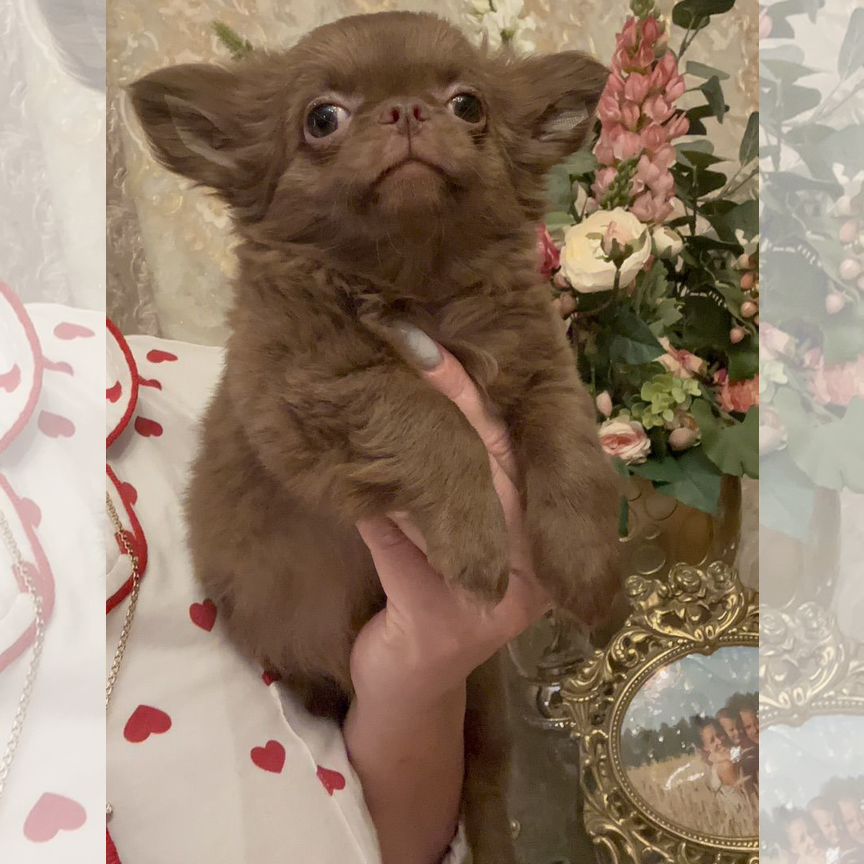 Чихуахуа, щенок