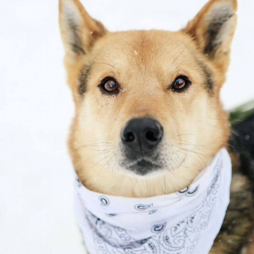 Феникс в добрые руки