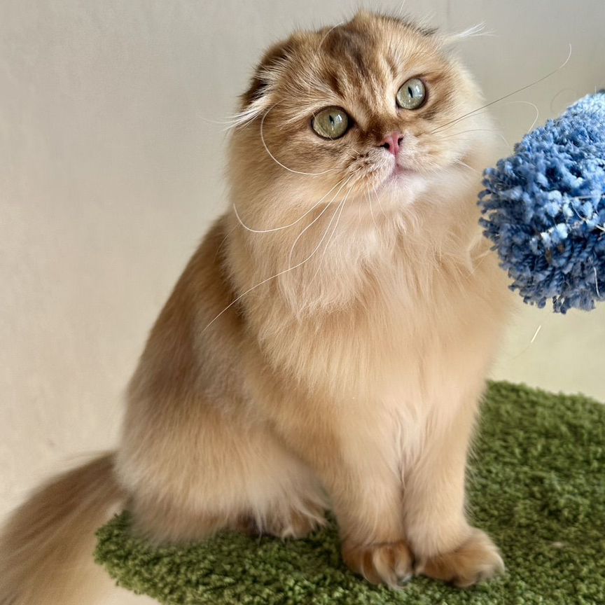 Шотландские вислоухие золотые котята