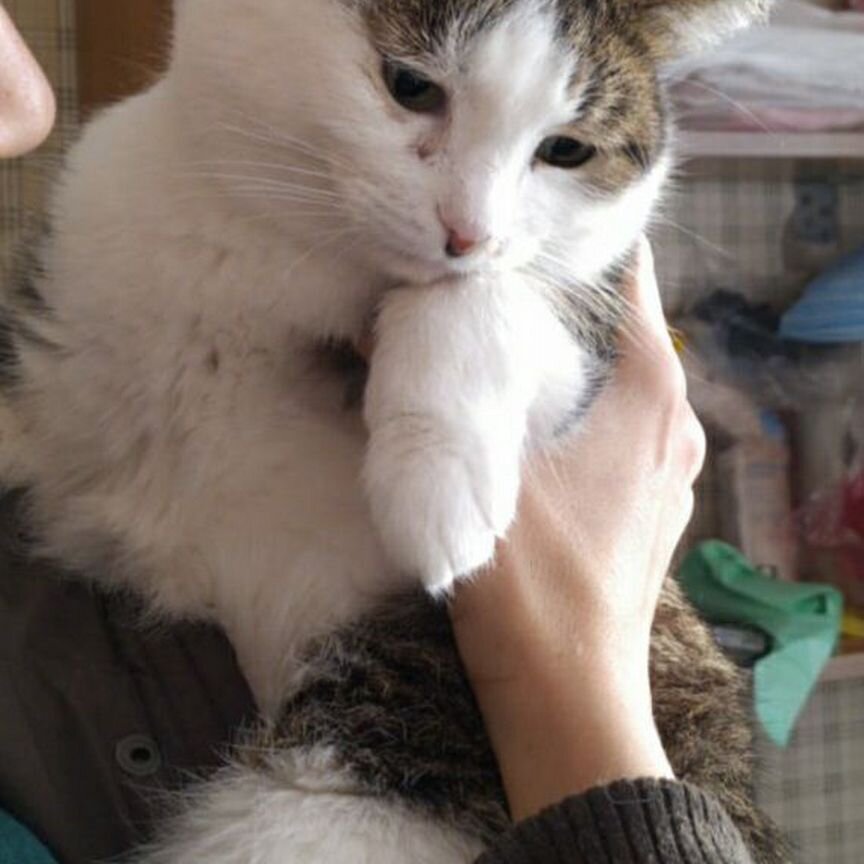 Пушистый неженка в поисках дома