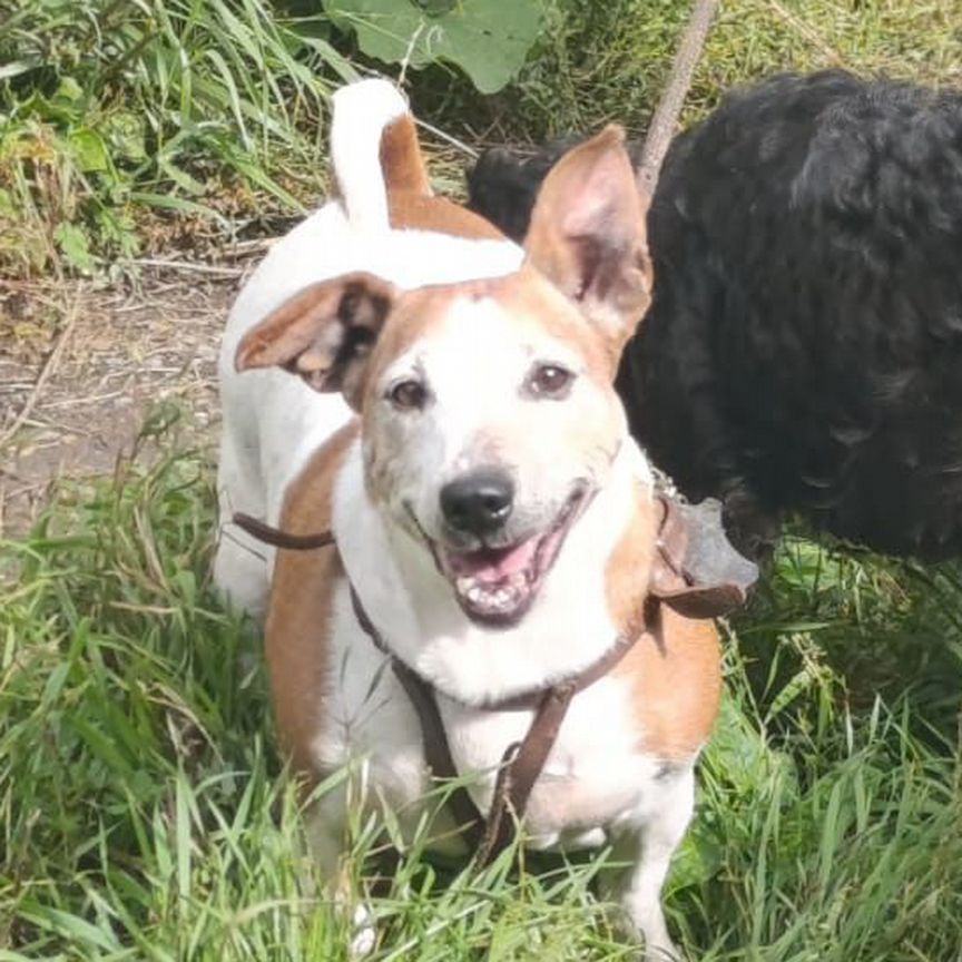 Джек-рассел-терьер, взрослая собака