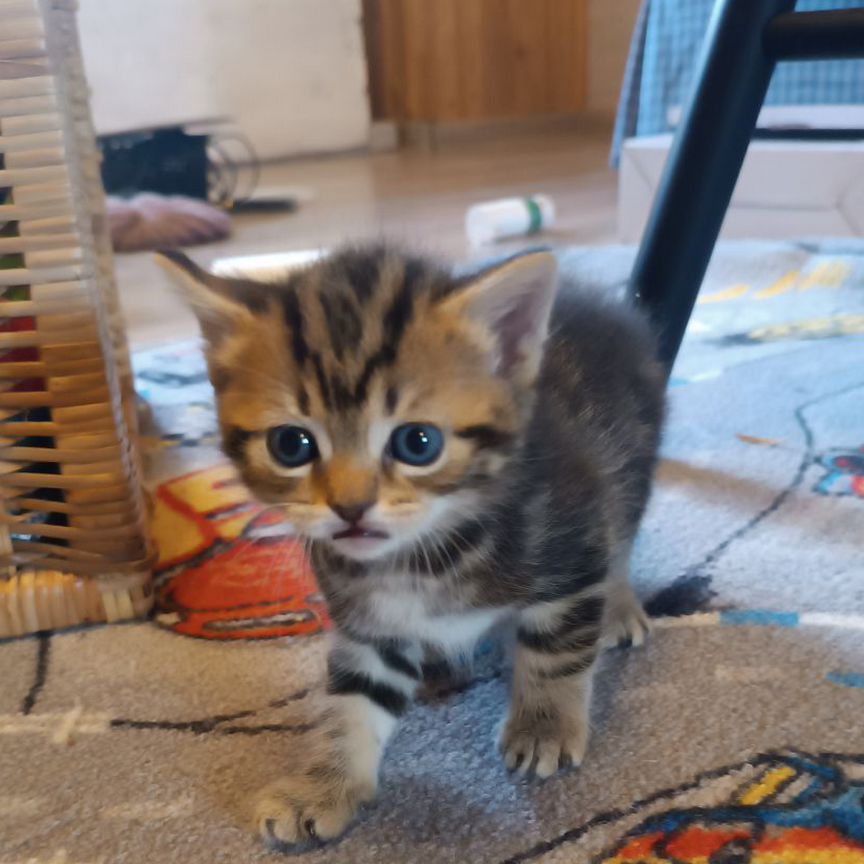 Шотландский вислоухий короткошёрстный котёнок