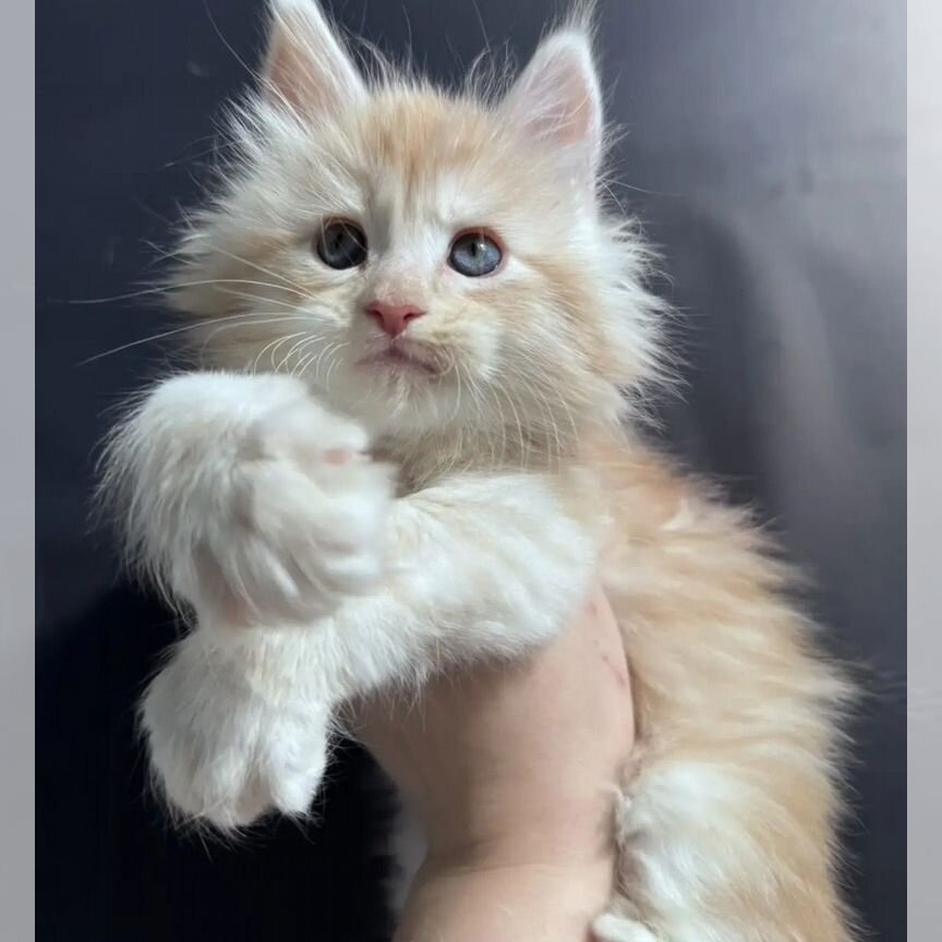 Мейн-кун котёнок