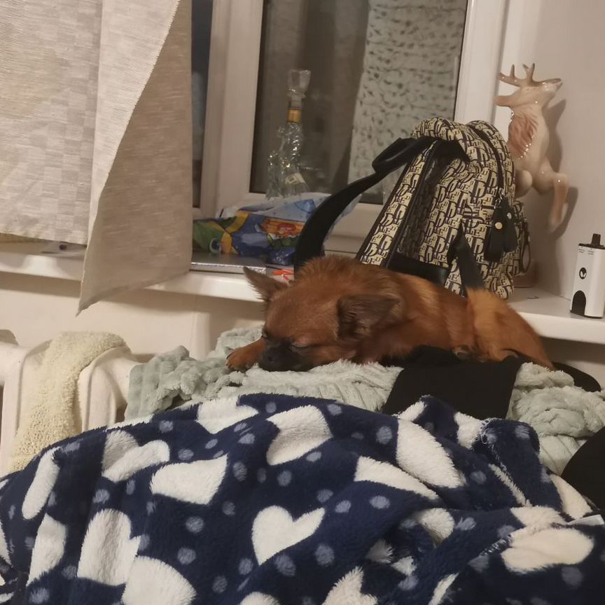 Пти-брабансон, щенок