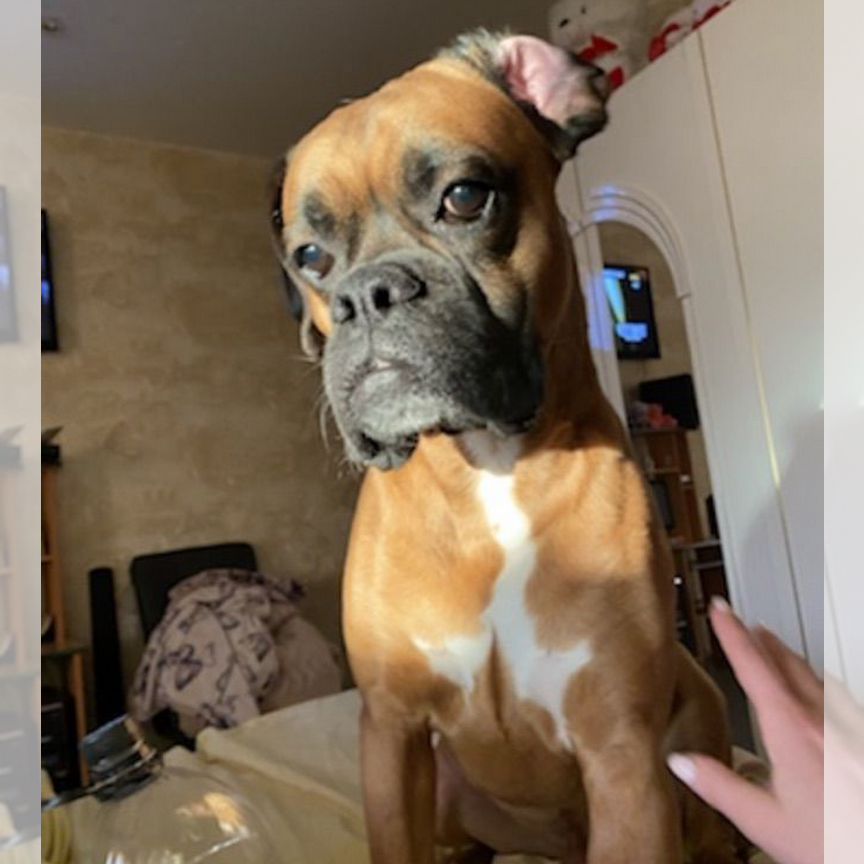 Боксер на вязку