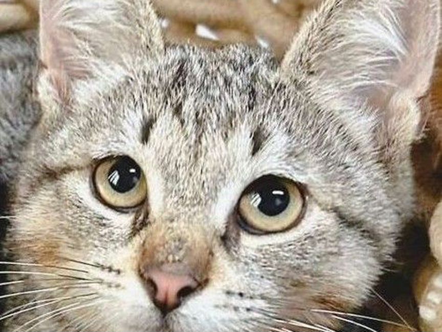 Котенок Стеша ищет дом