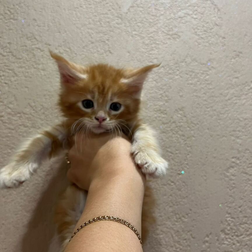 Мейн Кун Мейнкунчики котята