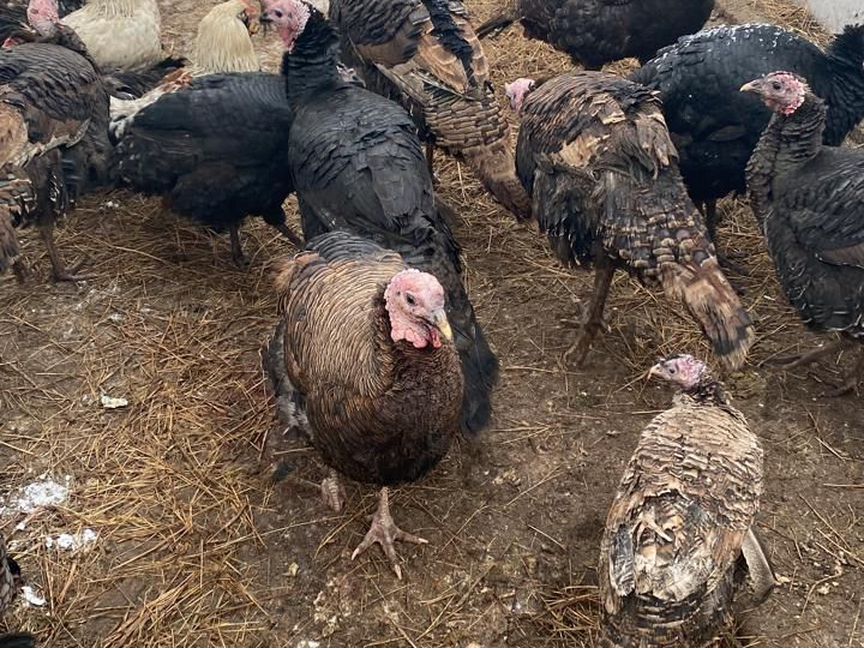 Домашняя индейка