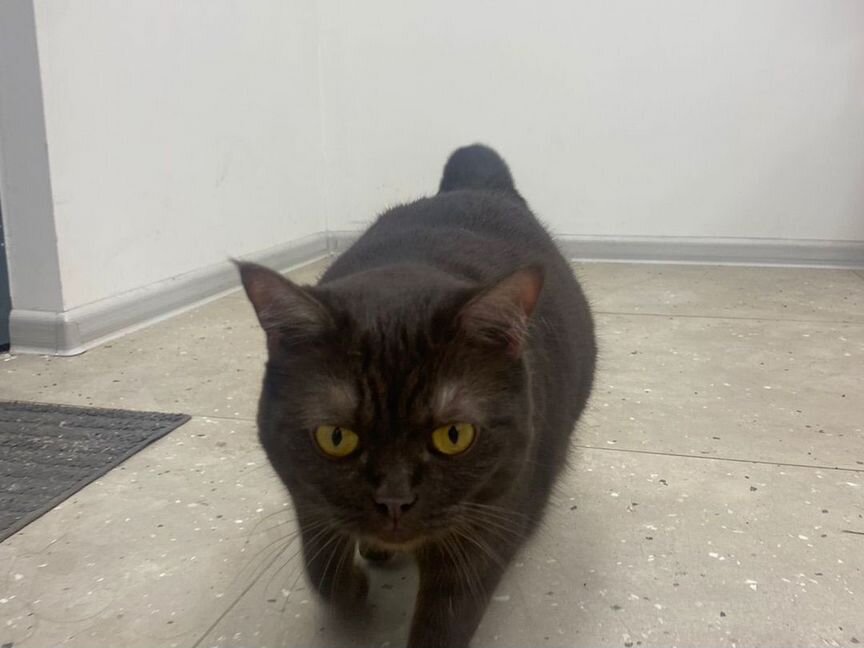 Кошки в добрые руки