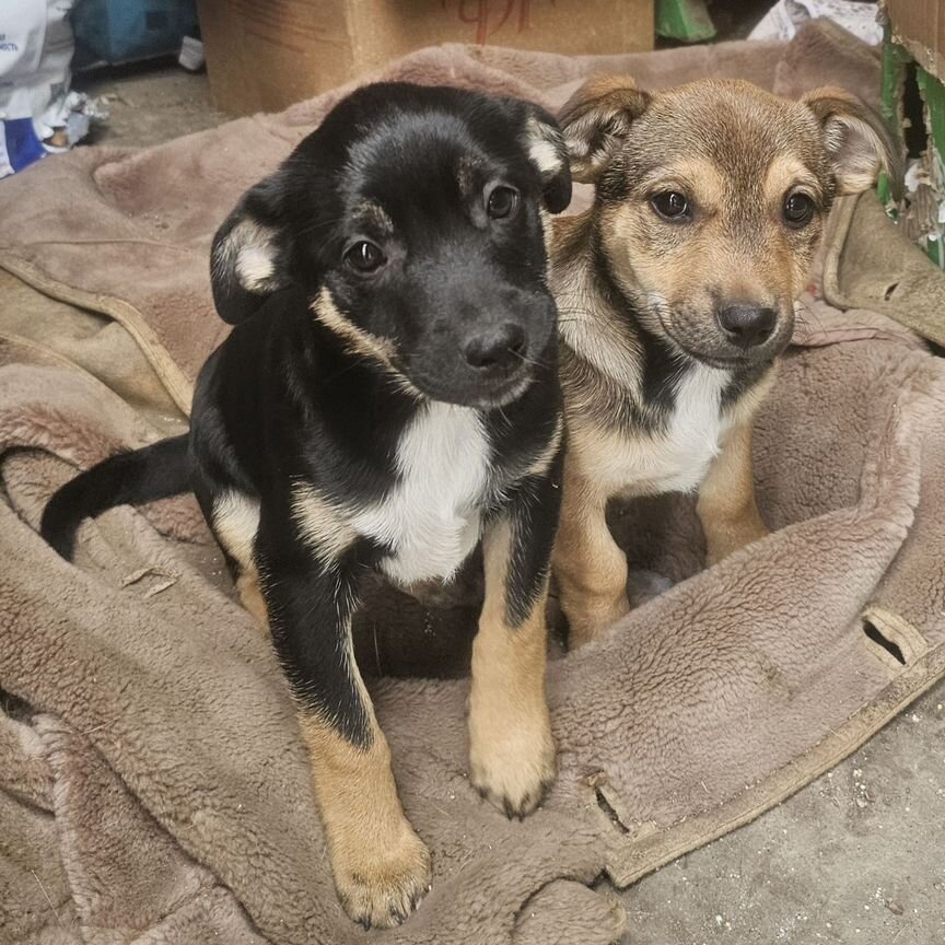 Щенки в добрые руки бесплатно