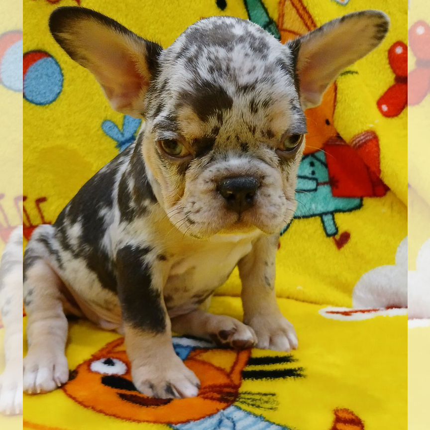 Голубоглазый мальчик француз