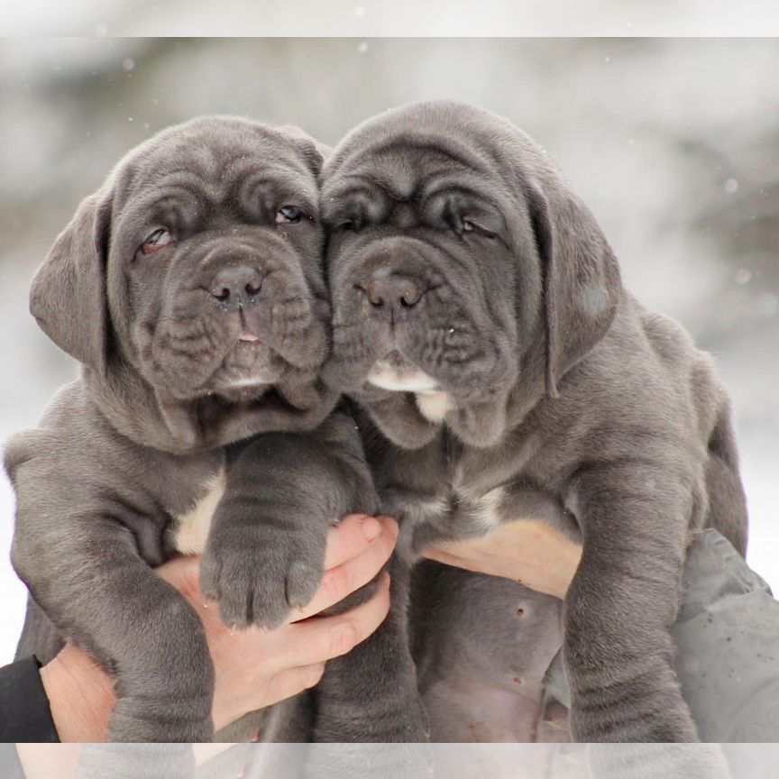 Неаполитанский мастиф