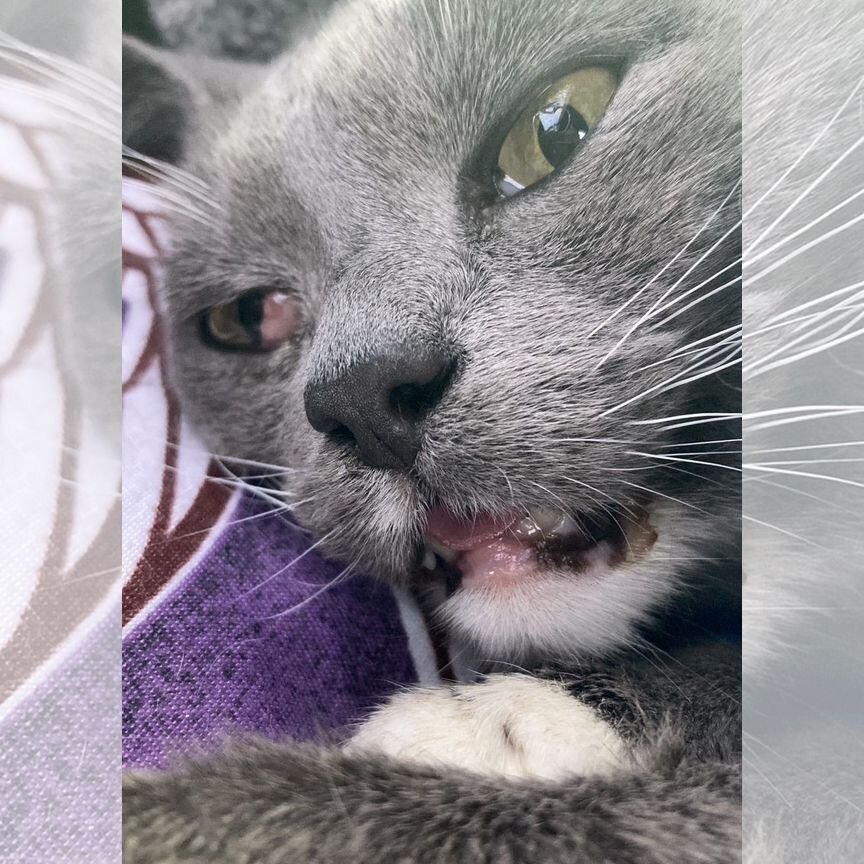 Взрослый кот в добрые руки