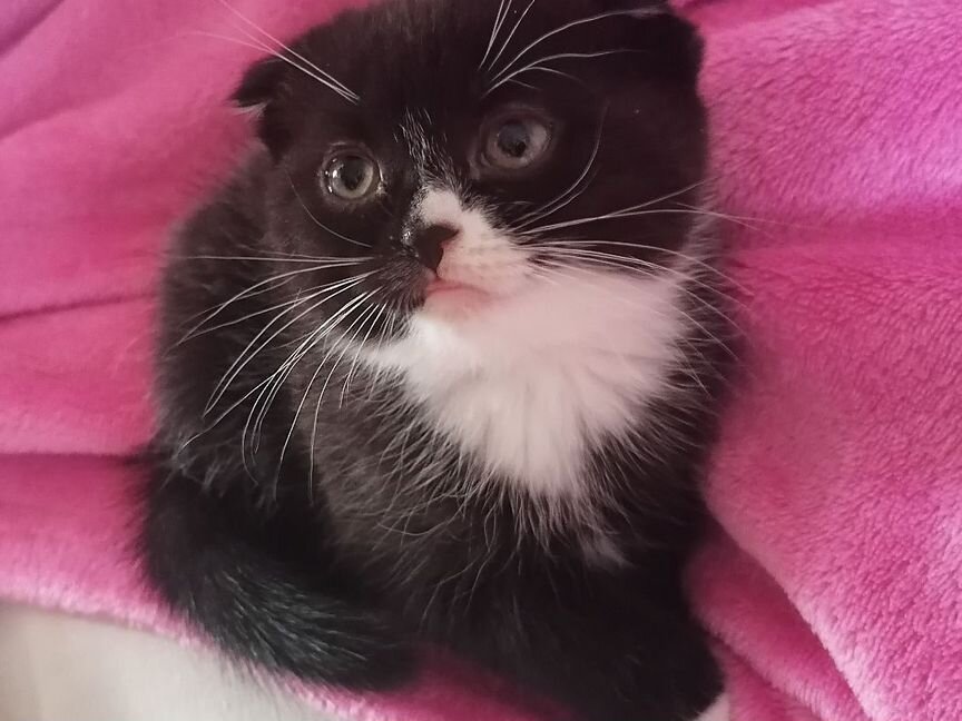 Шотландская