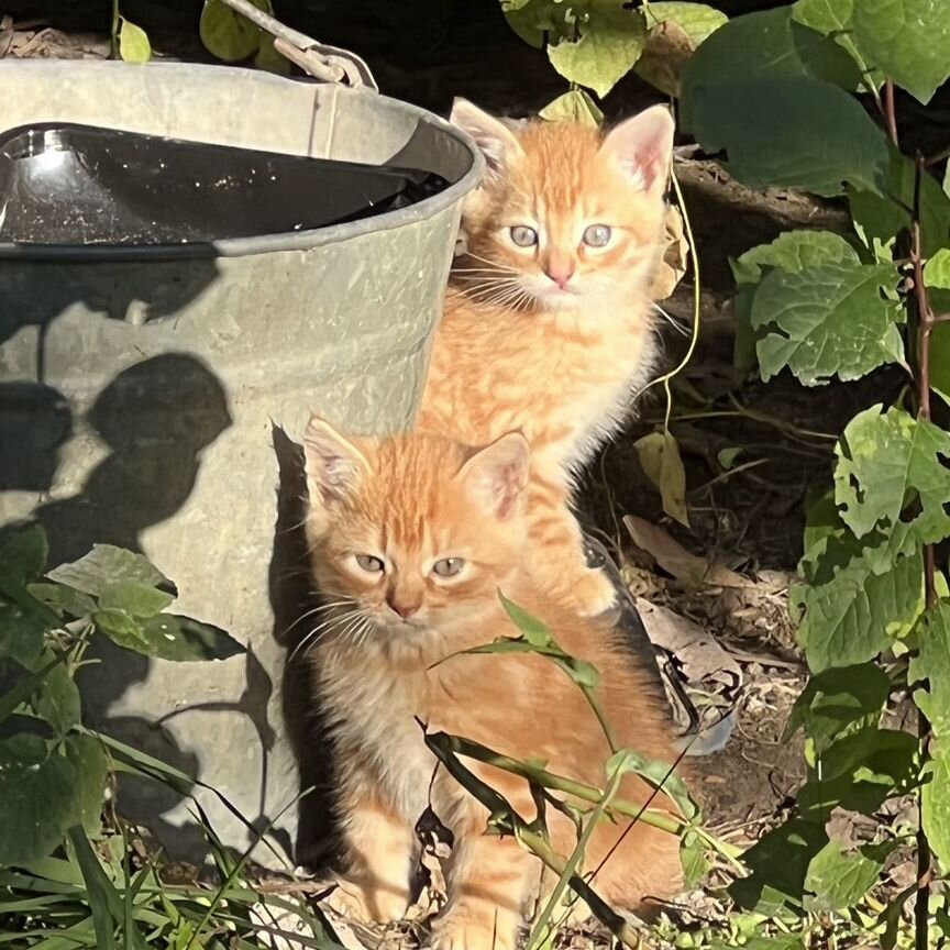 Отдам рыжих котят в добрые руки