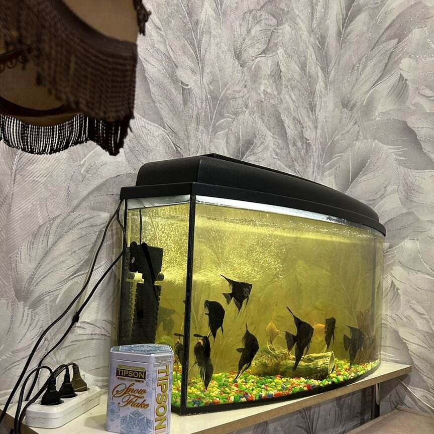 Аквариум с живими рыбками