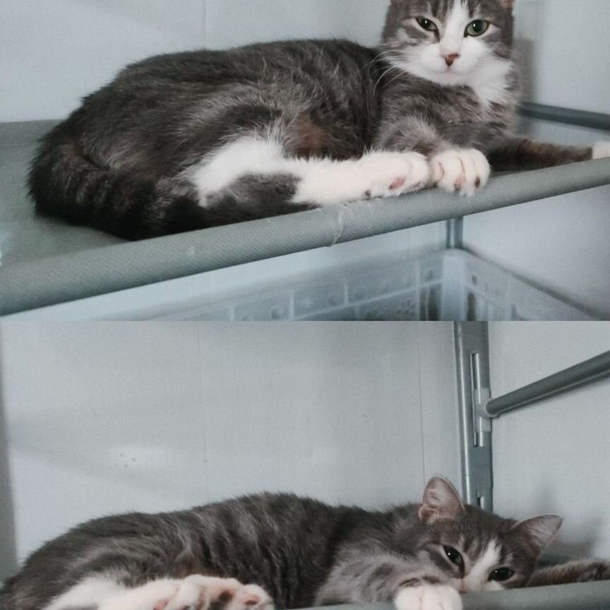 Взрослая, кошка в добрые руки