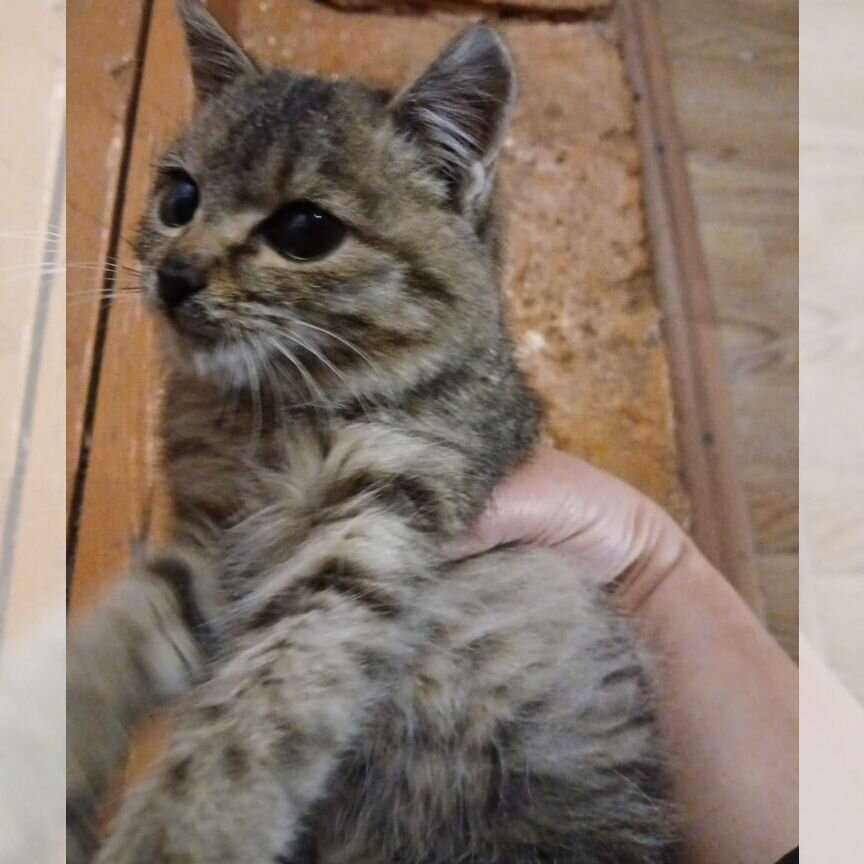 Котёнок в добрые руки