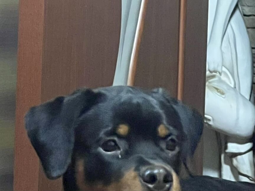 Щенки ротвейлера продажа