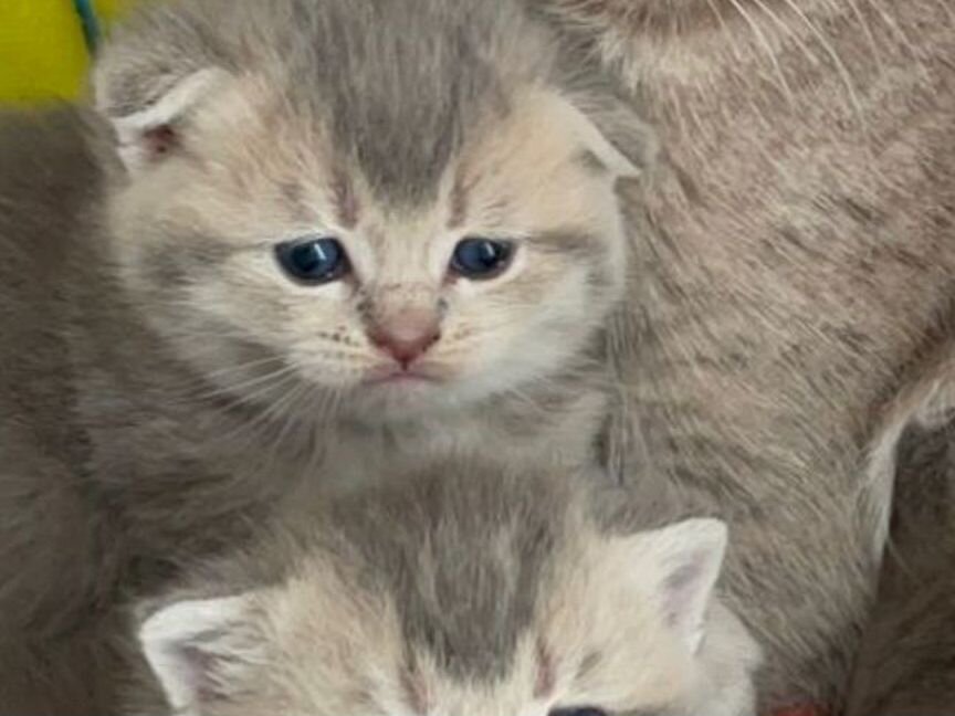 Шотландские вислоухие котята