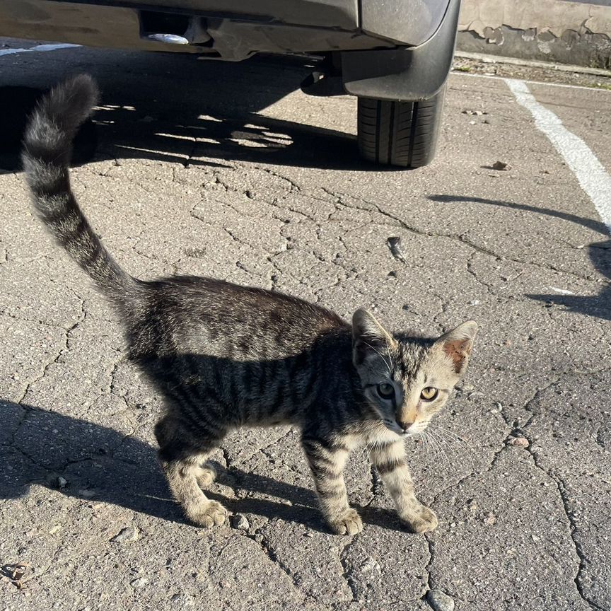 Подкидыш котенок