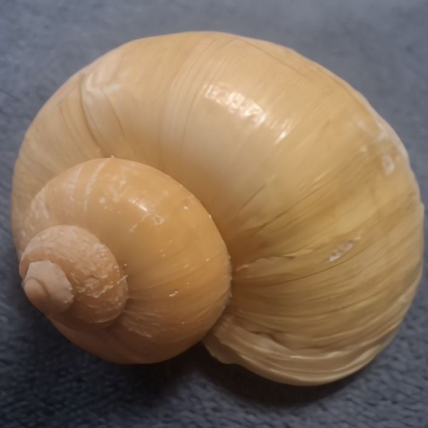 Жёлтая ракушка для декора и аквариума