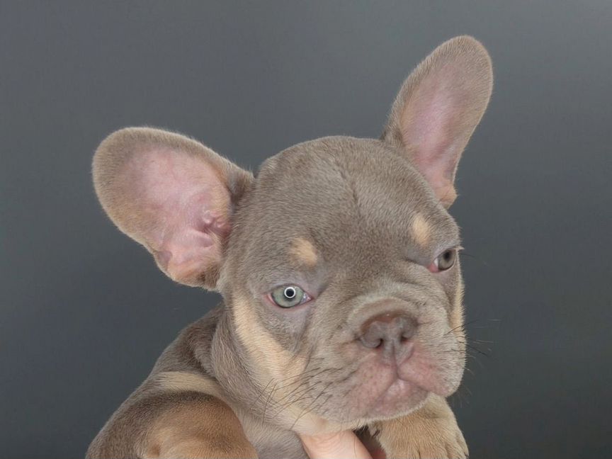 Французский бульдог