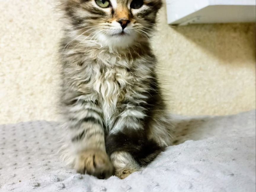 Котята в добрые руки бесплатно