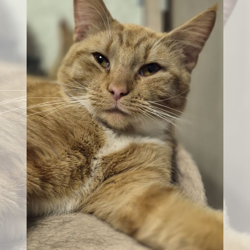 Взрослый кот от частного владельца