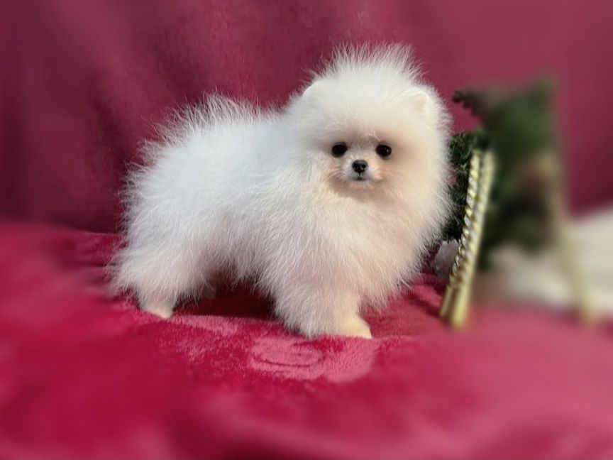 Померанский шпиц мини с документами РКФ