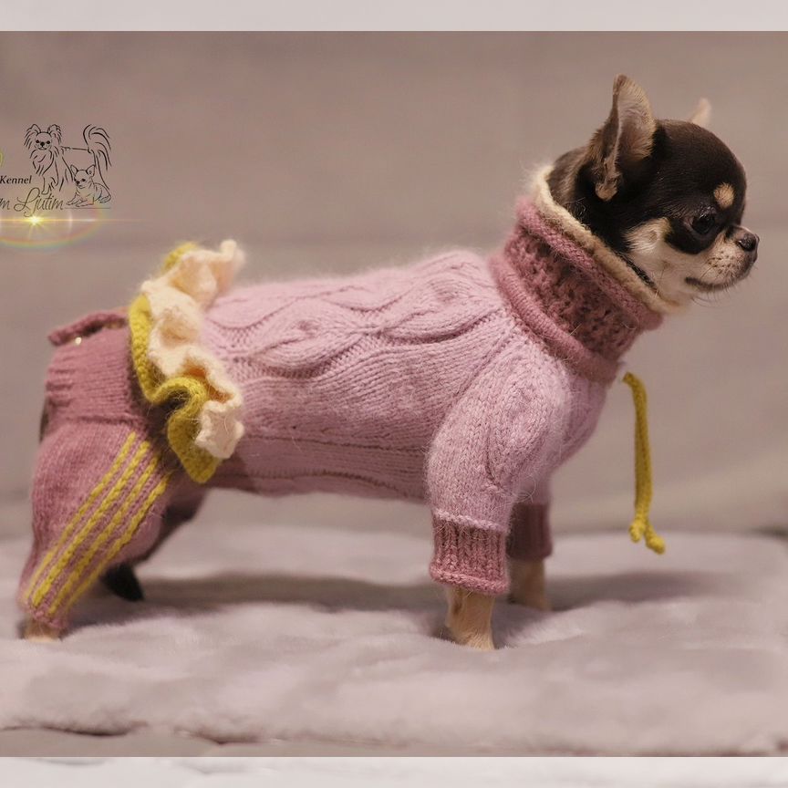 Комбинезон для чихуахуа девочки