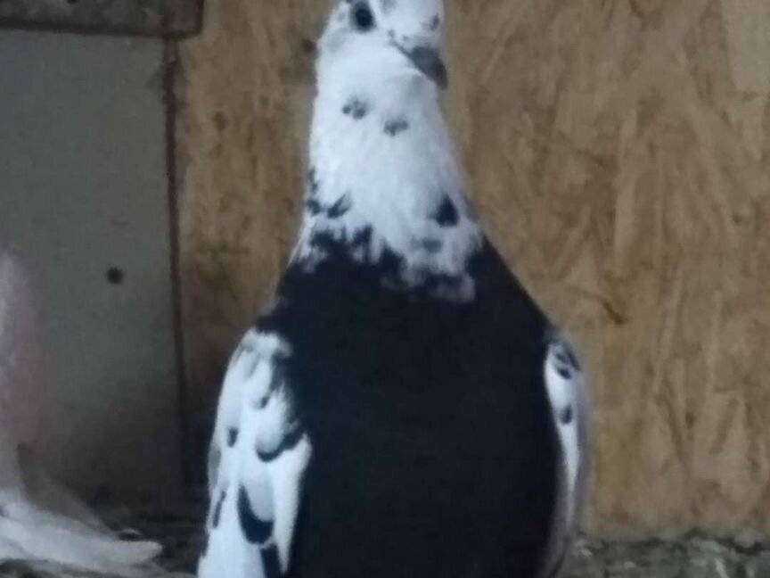 Продажа бакинских голубей