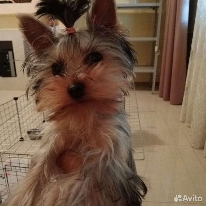 Девочка Йорик миник