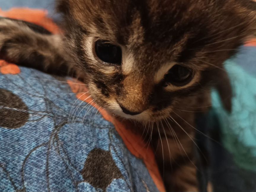 Котята в добрые руки мейн кун
