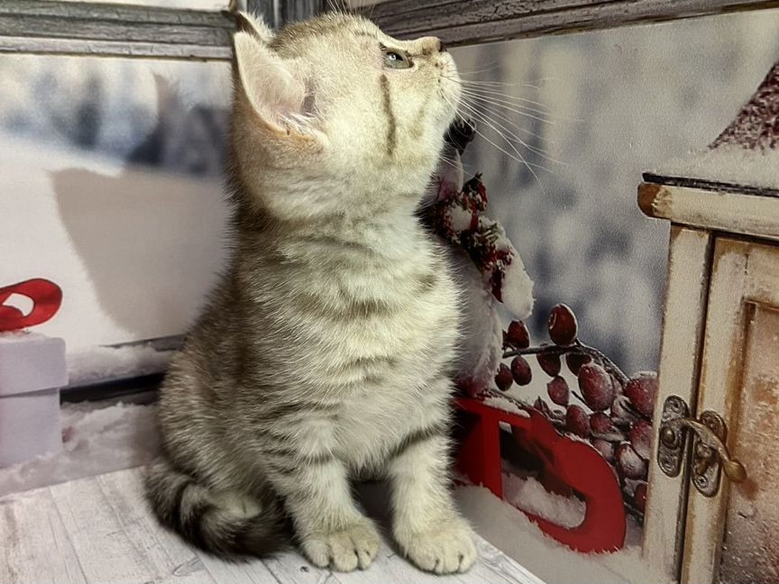 Шотландская кошечка