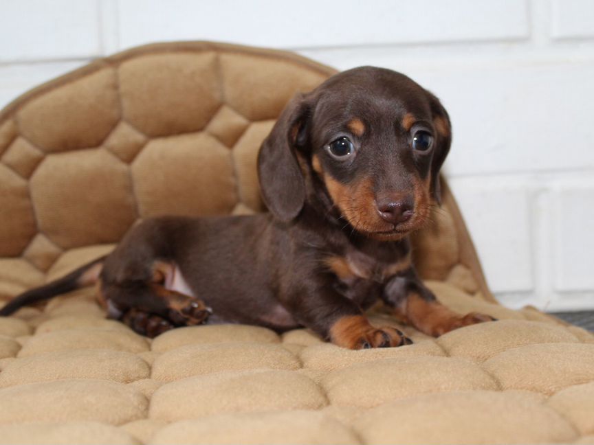 Такса крошечная кроличья гладкошерстная девочка