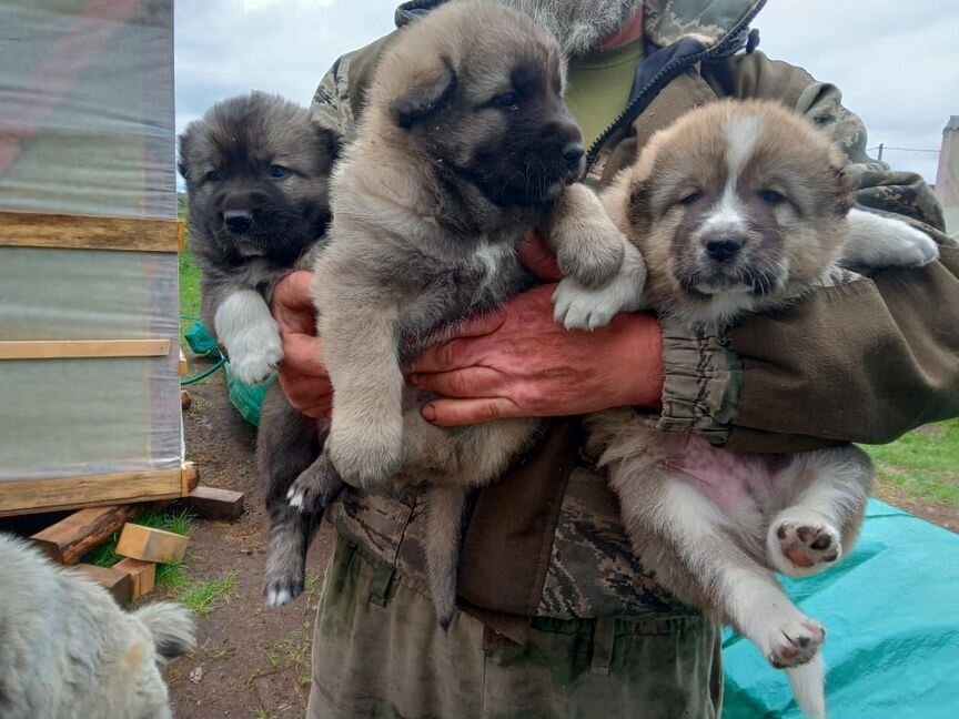 Кавказская овчарка продажа щенков