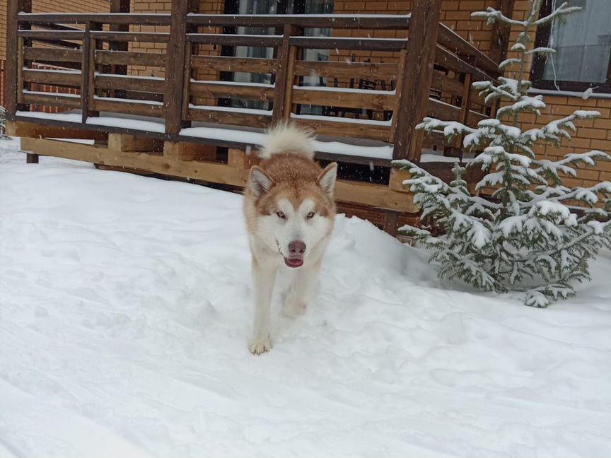 Продам маламута по кличке Балу