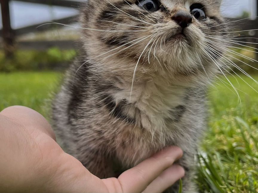 Кошка в дар бесплатно