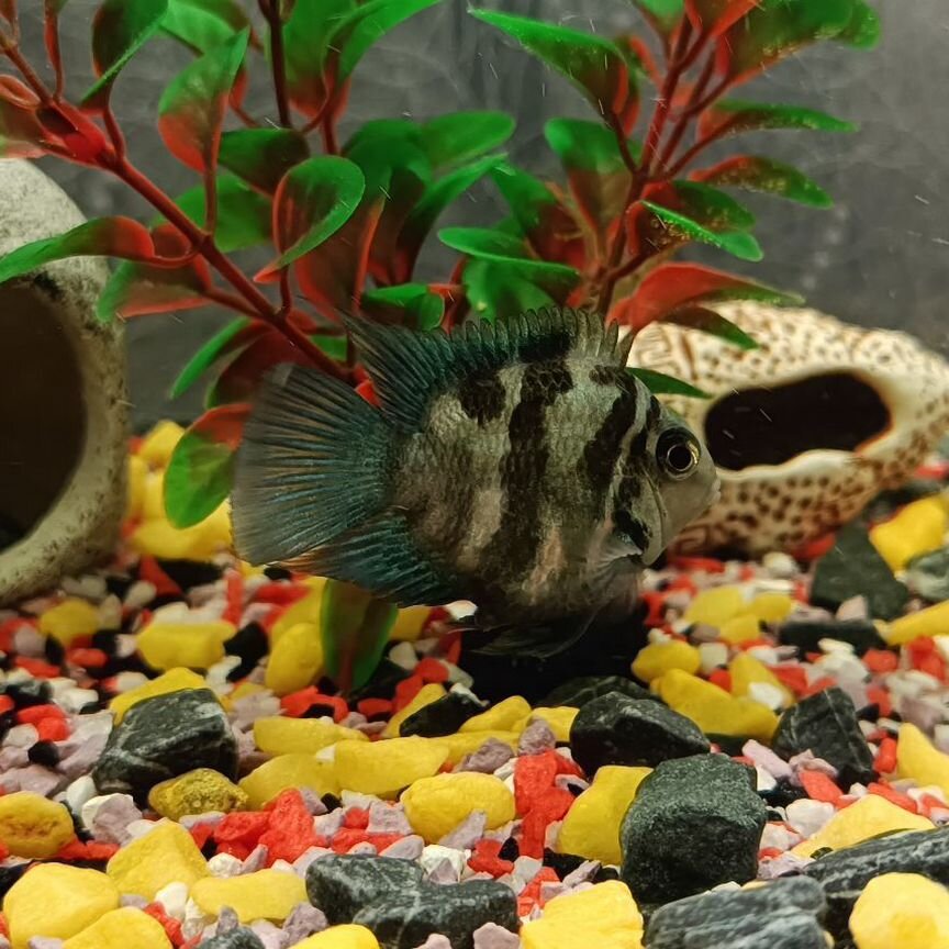 Цихлазома чернополосая