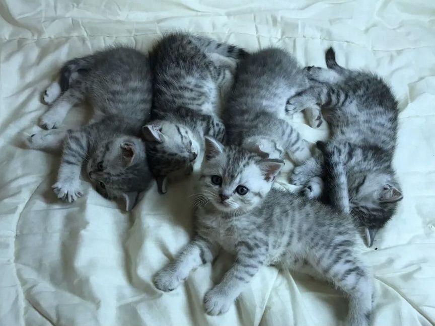 Британские котята серебристые