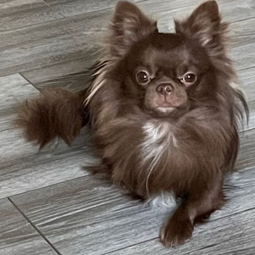 Вязка чихуахуа мальчик