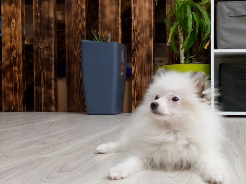 Белоснежка Шпиц