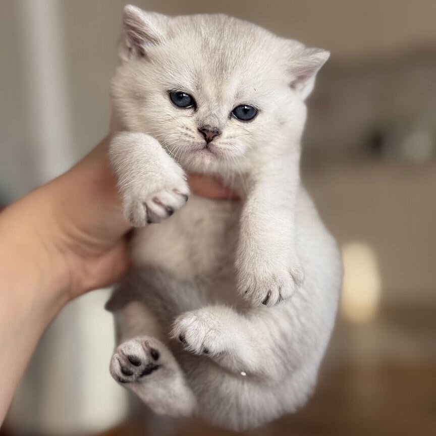 Шотландский вислоухий короткошёрстный котёнок