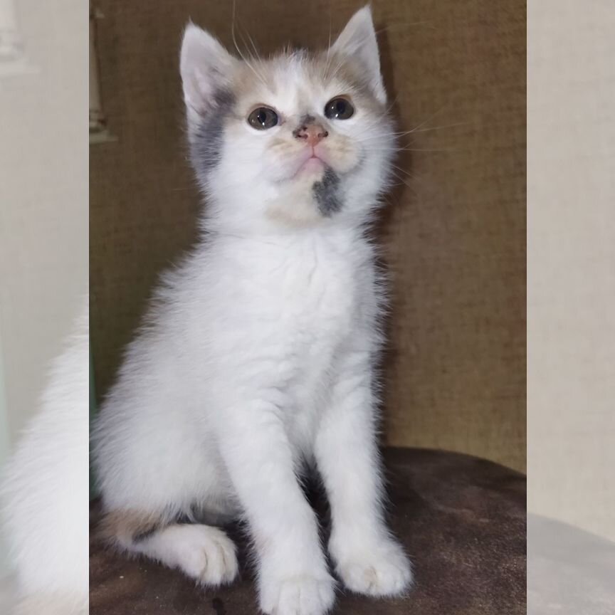 Котята в добрые руки бесплатно